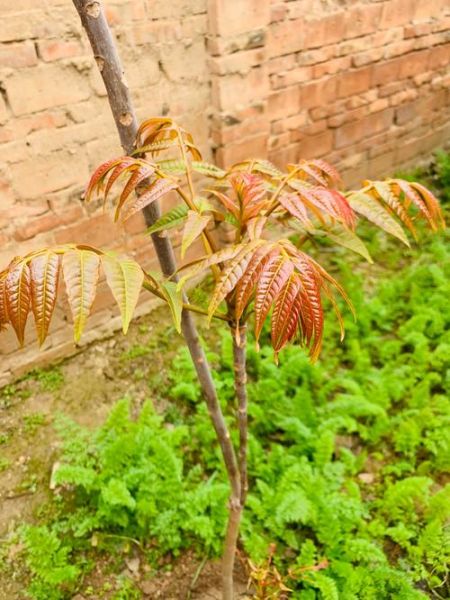 香椿叶图片_香椿叶怎么区分真假-第2张图片-山城妙识 香椿叶图片_香椿叶怎么区分真假-第2张图片-山城妙识