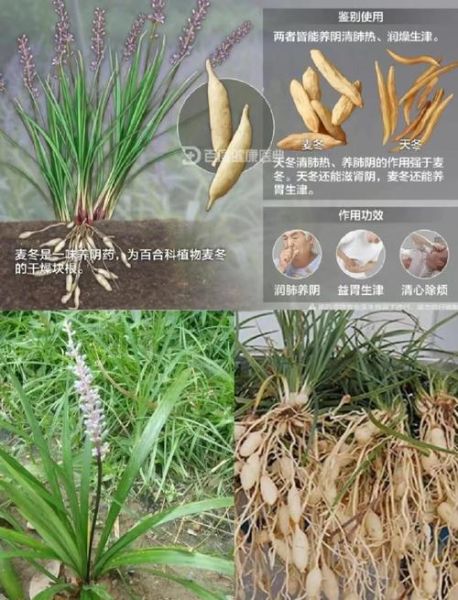 麦冬伤肝是真的吗_麦冬副作用有哪些-第1张图片-山城妙识 麦冬伤肝是真的吗_麦冬副作用有哪些-第1张图片-山城妙识