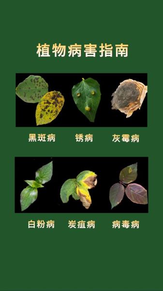 花菜病害图片大全图解_花菜病害识别方法-第2张图片-山城妙识