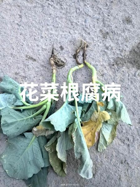 花菜病害图片大全图解_花菜病害识别方法-第1张图片-山城妙识