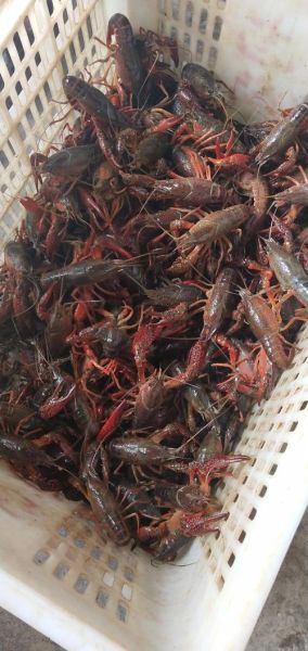 活小龙虾图片大全大图_高清实拍细节怎么看-第2张图片-山城妙识 活小龙虾图片大全大图_高清实拍细节怎么看-第2张图片-山城妙识