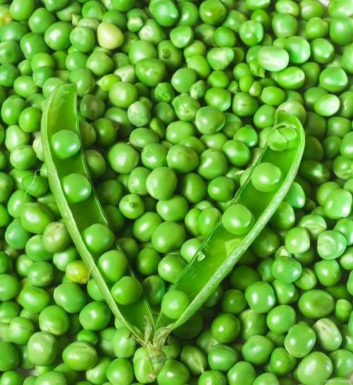 茴香豆是什么豆_茴香豆和蚕豆的区别-第2张图片-山城妙识 茴香豆是什么豆_茴香豆和蚕豆的区别-第2张图片-山城妙识