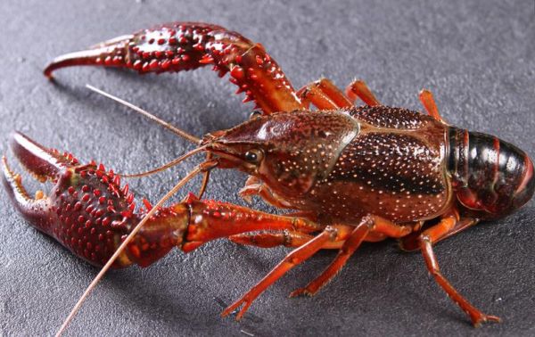 活小龙虾图片大全大图_高清实拍细节怎么看-第1张图片-山城妙识 活小龙虾图片大全大图_高清实拍细节怎么看-第1张图片-山城妙识