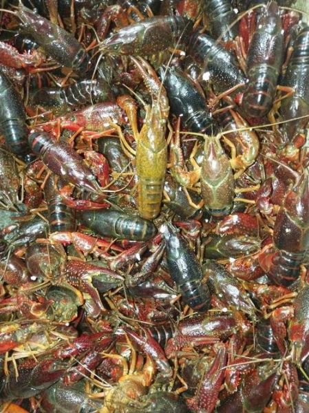 活小龙虾图片大全大图_高清实拍细节怎么看-第3张图片-山城妙识 活小龙虾图片大全大图_高清实拍细节怎么看-第3张图片-山城妙识