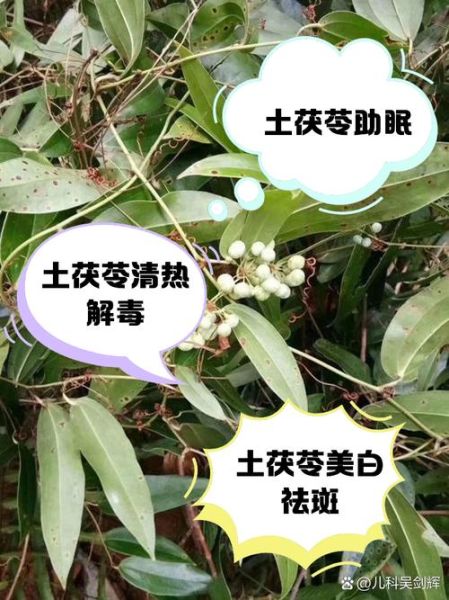 土茯苓的功效与作用禁忌_土茯苓怎么吃最好-第2张图片-山城妙识 土茯苓的功效与作用禁忌_土茯苓怎么吃最好-第2张图片-山城妙识