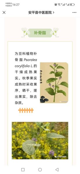 补骨脂的功效与作用及禁忌_哪些人不能吃补骨脂-第2张图片-山城妙识 补骨脂的功效与作用及禁忌_哪些人不能吃补骨脂-第2张图片-山城妙识