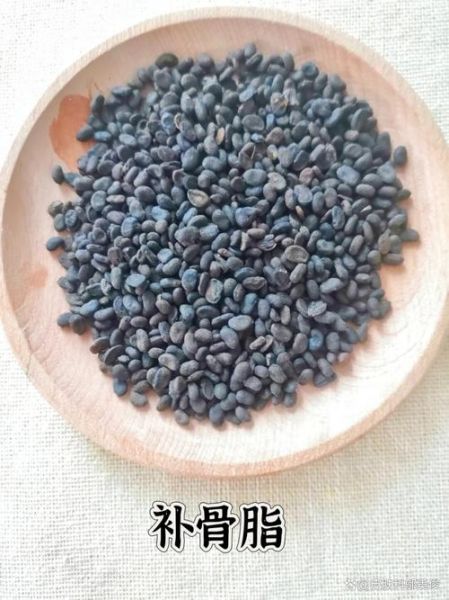 补骨脂的功效与作用及禁忌_哪些人不能吃补骨脂-第3张图片-山城妙识 补骨脂的功效与作用及禁忌_哪些人不能吃补骨脂-第3张图片-山城妙识