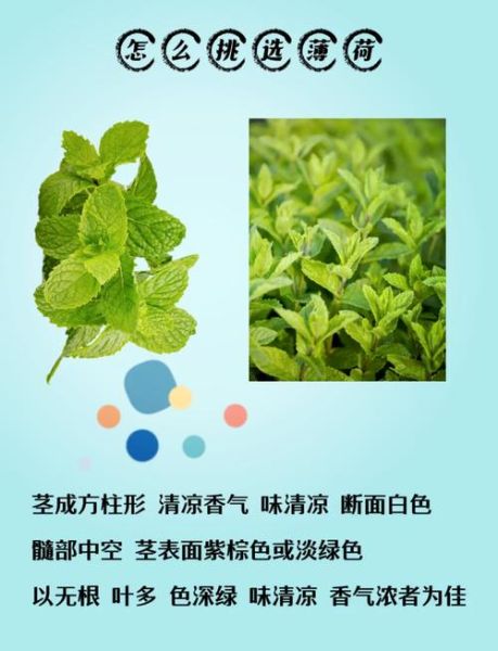 薄荷叶泡水可以每天喝吗_薄荷叶泡水有什么功效-第2张图片-山城妙识 薄荷叶泡水可以每天喝吗_薄荷叶泡水有什么功效-第2张图片-山城妙识