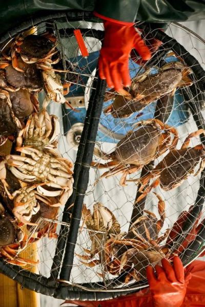 梭子蟹养殖技术_梭子蟹养殖常见问题-第3张图片-山城妙识 梭子蟹养殖技术_梭子蟹养殖常见问题-第3张图片-山城妙识