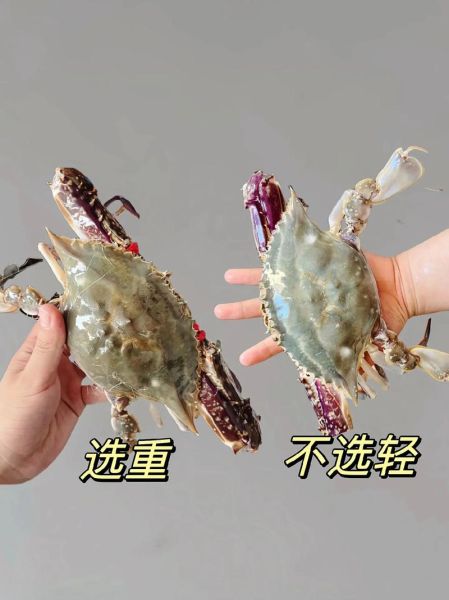 梭子蟹养殖技术_梭子蟹养殖常见问题-第2张图片-山城妙识 梭子蟹养殖技术_梭子蟹养殖常见问题-第2张图片-山城妙识