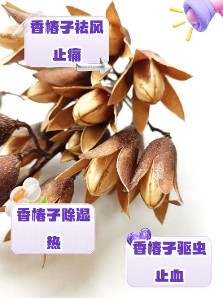 香椿子怎么吃_香椿子功效与禁忌-第2张图片-山城妙识