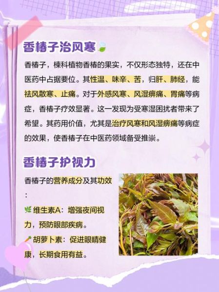香椿子怎么吃_香椿子功效与禁忌-第1张图片-山城妙识