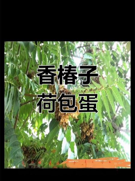 香椿子怎么吃_香椿子功效与禁忌-第3张图片-山城妙识