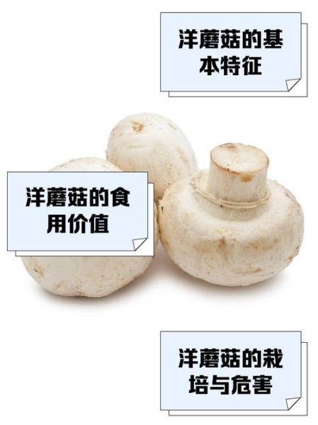 洋蘑菇是什么_洋蘑菇怎么吃-第1张图片-山城妙识 洋蘑菇是什么_洋蘑菇怎么吃-第1张图片-山城妙识