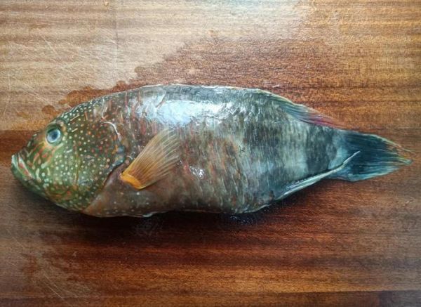 苏眉鱼的营养价值_孕妇能吃苏眉鱼吗-第1张图片-山城妙识