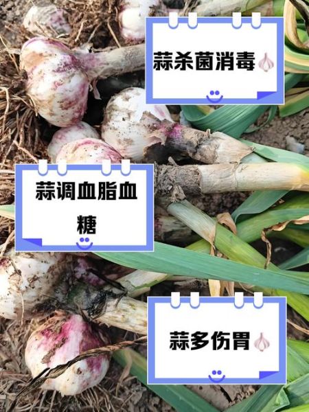 长期吃大蒜的男人身体变化_吃大蒜对男性健康好吗-第3张图片-山城妙识 长期吃大蒜的男人身体变化_吃大蒜对男性健康好吗-第3张图片-山城妙识