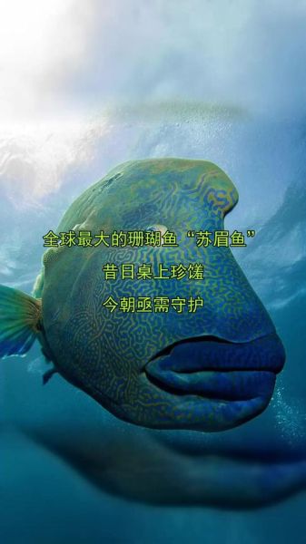 苏眉鱼的营养价值_孕妇能吃苏眉鱼吗-第2张图片-山城妙识