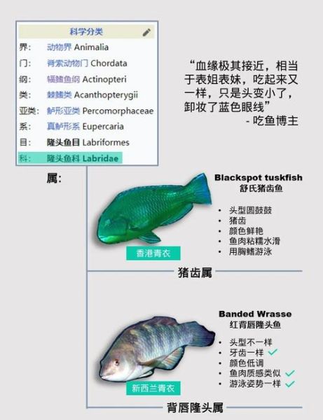 苏眉鱼的营养价值_孕妇能吃苏眉鱼吗-第3张图片-山城妙识