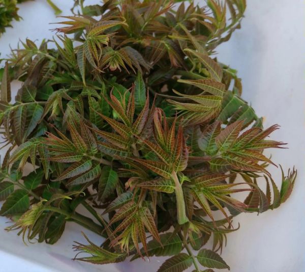 香椿芽的功效与作用_香椿芽怎么吃最营养-第3张图片-山城妙识