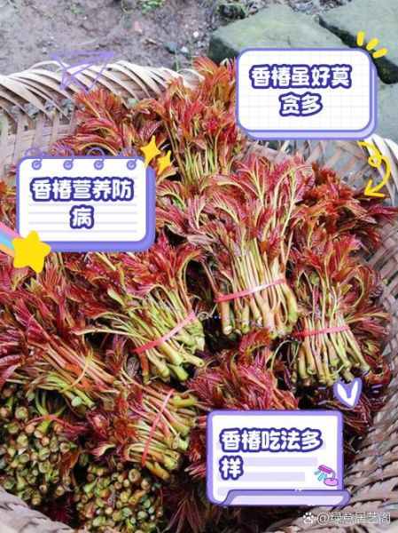 香椿芽的功效与作用_香椿芽怎么吃最营养-第2张图片-山城妙识