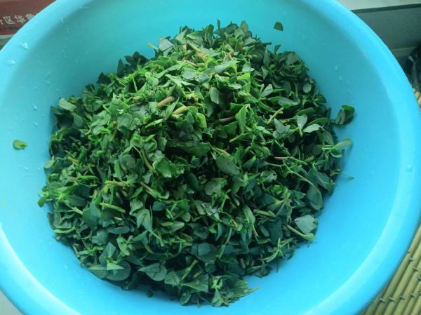 马齿苋菜馍怎么做_马齿苋菜馍的做法窍门-第1张图片-山城妙识 马齿苋菜馍怎么做_马齿苋菜馍的做法窍门-第1张图片-山城妙识