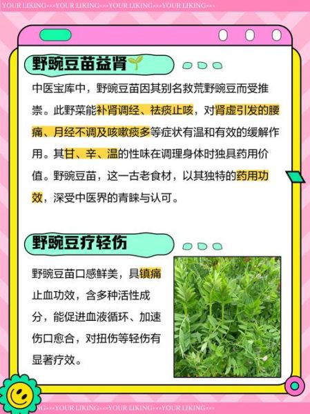 野豌豆可以吃吗_野豌豆有哪些功效-第1张图片-山城妙识