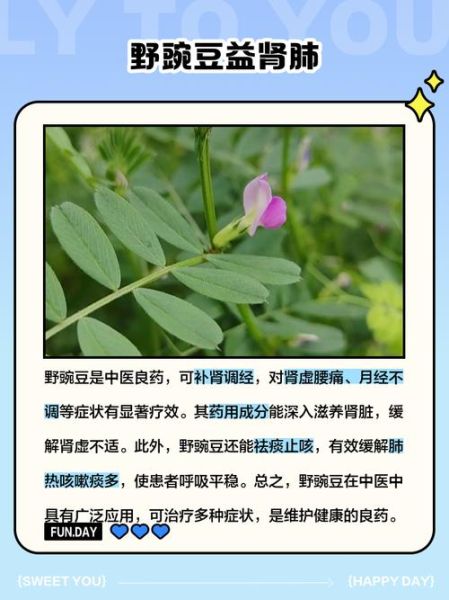 野豌豆可以吃吗_野豌豆有哪些功效-第2张图片-山城妙识
