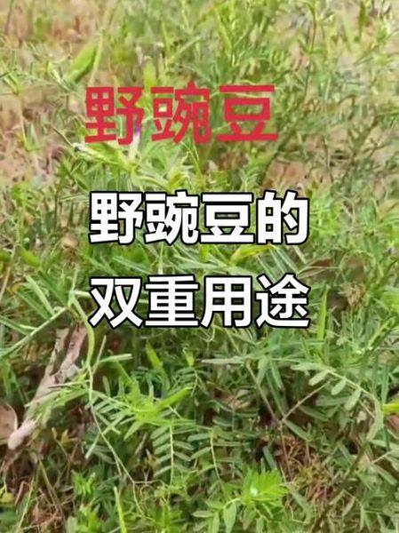 野豌豆可以吃吗_野豌豆有哪些功效-第3张图片-山城妙识