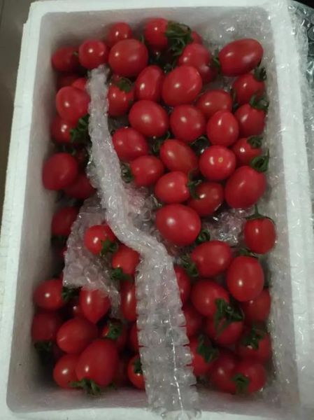 玲珑小番茄的功效与作用_玲珑小番茄能减肥吗-第1张图片-山城妙识 玲珑小番茄的功效与作用_玲珑小番茄能减肥吗-第1张图片-山城妙识