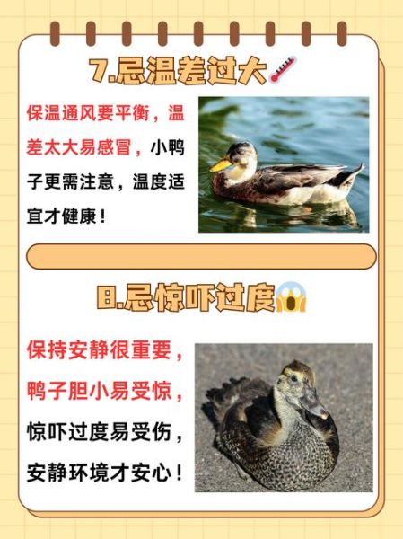 鸭肉吃多了的危害_鸭肉吃多了会上火吗-第1张图片-山城妙识