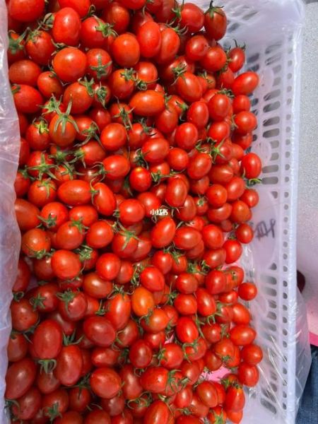 玲珑小番茄的功效与作用_玲珑小番茄能减肥吗-第2张图片-山城妙识 玲珑小番茄的功效与作用_玲珑小番茄能减肥吗-第2张图片-山城妙识