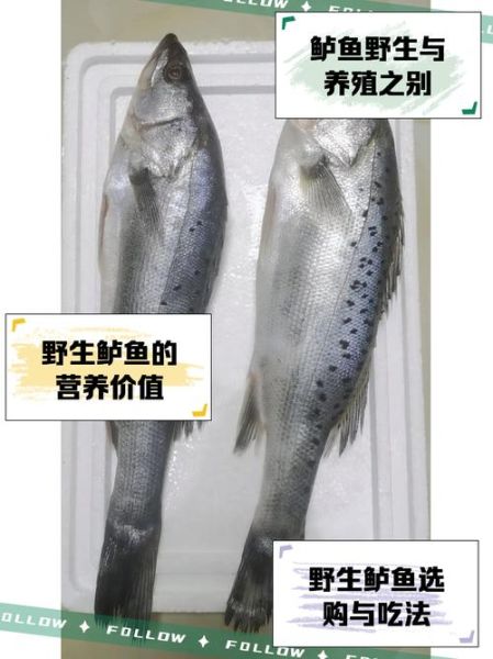 淡水鲈鱼刺多吗_适合宝宝吃吗-第2张图片-山城妙识