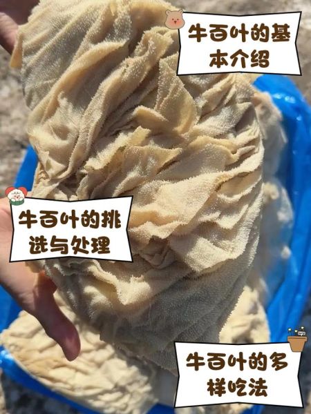 牛百叶怎么洗才干净_牛百叶清洗的正确方法-第2张图片-山城妙识 牛百叶怎么洗才干净_牛百叶清洗的正确方法-第2张图片-山城妙识