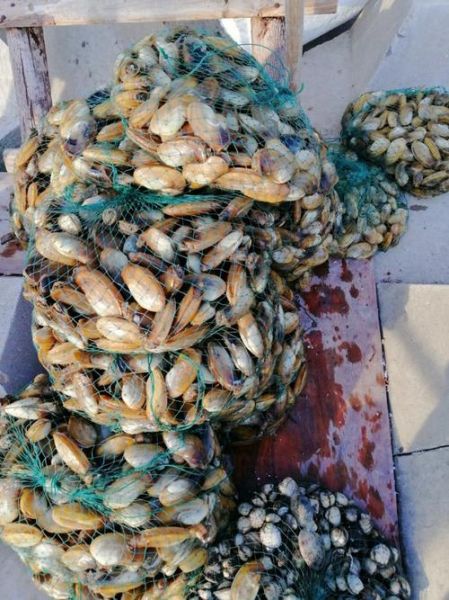 什么海鲜长得像字母b_如何区分象拔蚌与象鼻螺-第1张图片-山城妙识 什么海鲜长得像字母b_如何区分象拔蚌与象鼻螺-第1张图片-山城妙识