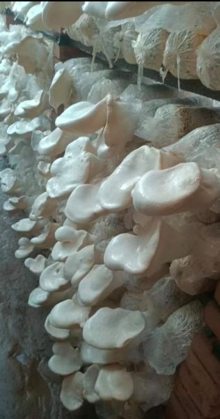 白灵菇产地哪里好_白灵菇主产区有哪些-第1张图片-山城妙识 白灵菇产地哪里好_白灵菇主产区有哪些-第1张图片-山城妙识