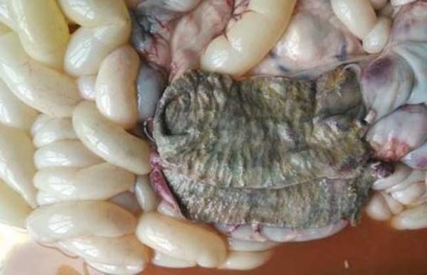 羊肠毒血症症状_羊肠毒血症怎么治疗-第2张图片-山城妙识 羊肠毒血症症状_羊肠毒血症怎么治疗-第2张图片-山城妙识