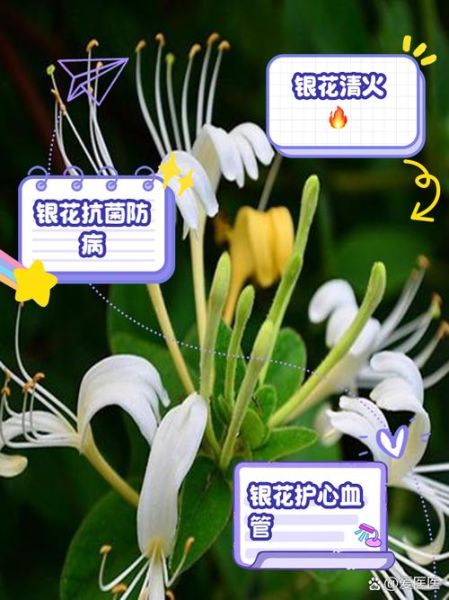 长期喝金银花泡水的好处和坏处_金银花泡水可以天天喝吗-第2张图片-山城妙识 长期喝金银花泡水的好处和坏处_金银花泡水可以天天喝吗-第2张图片-山城妙识