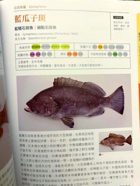 裸斑鱼多少钱一斤_裸斑鱼价格为什么差异大-第2张图片-山城妙识 裸斑鱼多少钱一斤_裸斑鱼价格为什么差异大-第2张图片-山城妙识