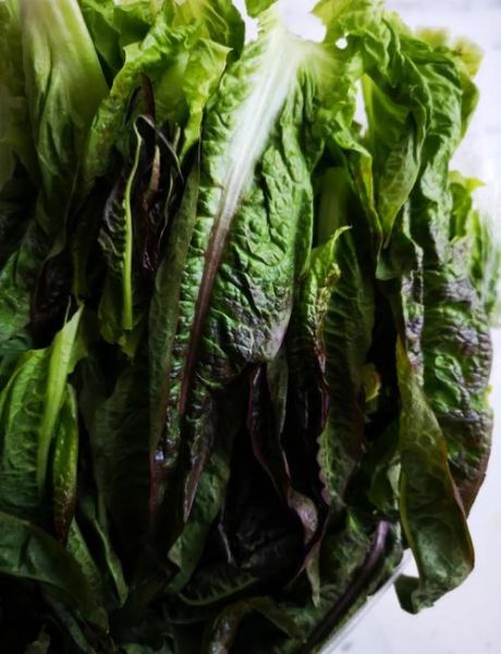 莴苣叶的功效与作用_莴苣叶可以生吃吗-第1张图片-山城妙识