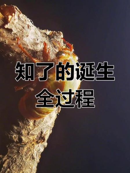 知了什么时候从土里钻出来_知了出土时间-第3张图片-山城妙识 知了什么时候从土里钻出来_知了出土时间-第3张图片-山城妙识