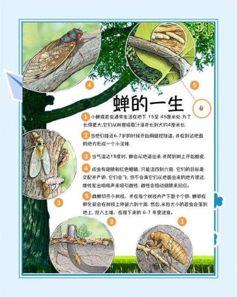知了什么时候从土里钻出来_知了出土时间-第1张图片-山城妙识 知了什么时候从土里钻出来_知了出土时间-第1张图片-山城妙识