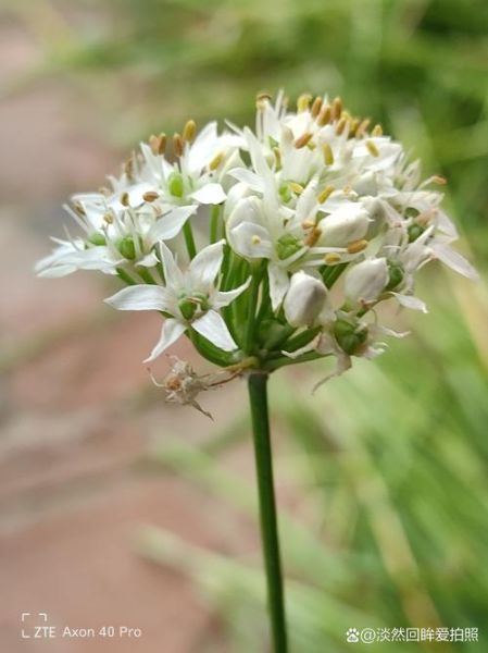 韭菜花怎么保存_韭菜花可以冷冻吗-第1张图片-山城妙识