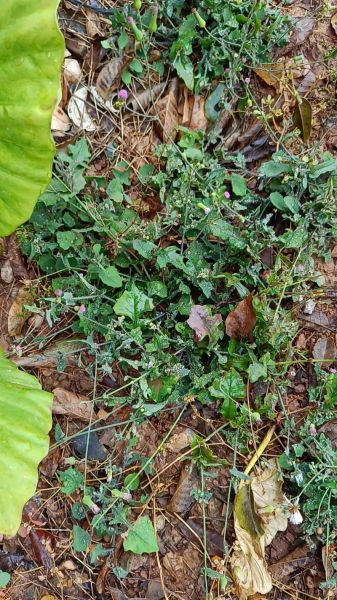 马蹄草的功效与作用_马蹄草可以天天泡水喝吗-第2张图片-山城妙识 马蹄草的功效与作用_马蹄草可以天天泡水喝吗-第2张图片-山城妙识