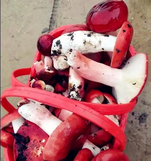 红蘑菇的功效与作用_红蘑菇怎么吃最好-第1张图片-山城妙识 红蘑菇的功效与作用_红蘑菇怎么吃最好-第1张图片-山城妙识