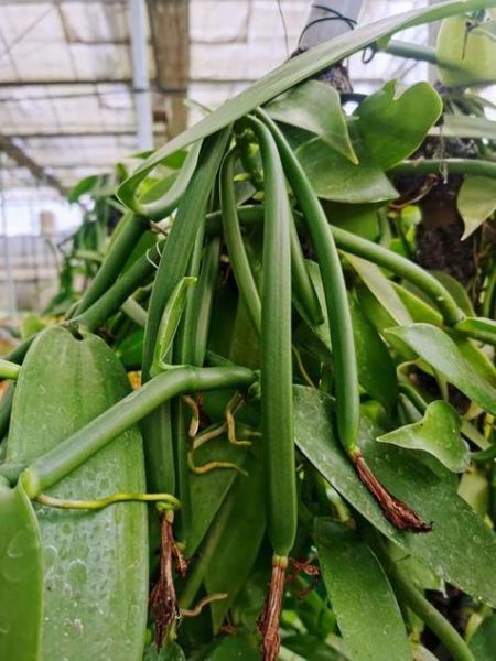 香草冰激凌的香草是什么植物_为什么叫香草-第2张图片-山城妙识 香草冰激凌的香草是什么植物_为什么叫香草-第2张图片-山城妙识