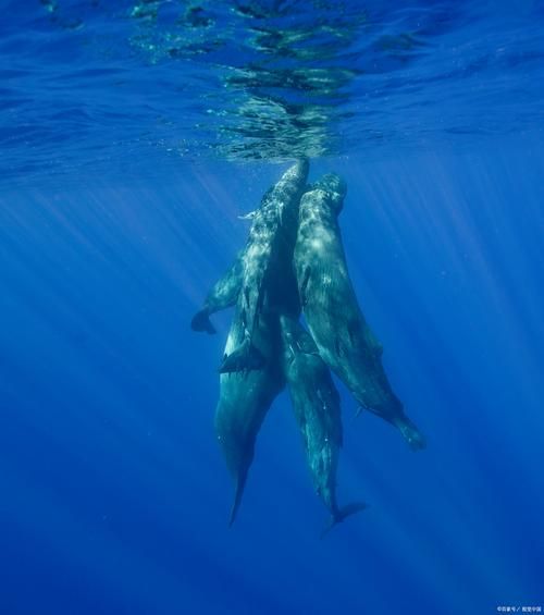 鲸鱼是哺乳动物吗_鲸鱼为什么不会淹死-第3张图片-山城妙识