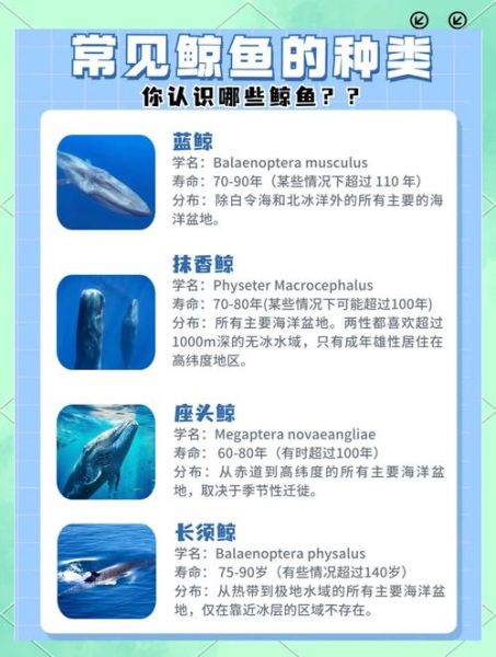 鲸鱼是哺乳动物吗_鲸鱼为什么不会淹死-第1张图片-山城妙识