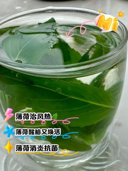 薄荷叶的功效与作用及禁忌症_薄荷叶泡水喝的禁忌-第3张图片-山城妙识