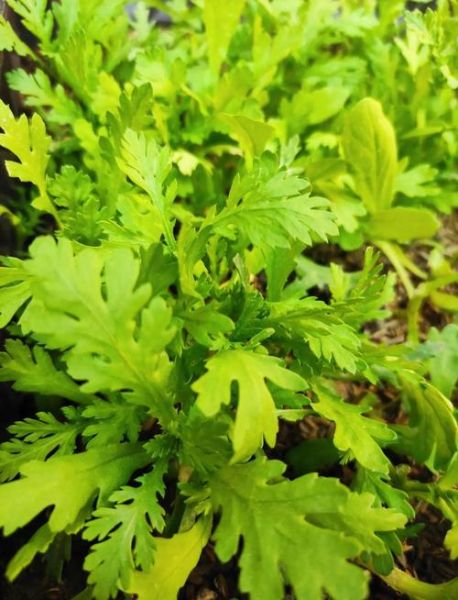 茼蒿要不要焯水_焯水后营养会流失吗-第2张图片-山城妙识 茼蒿要不要焯水_焯水后营养会流失吗-第2张图片-山城妙识