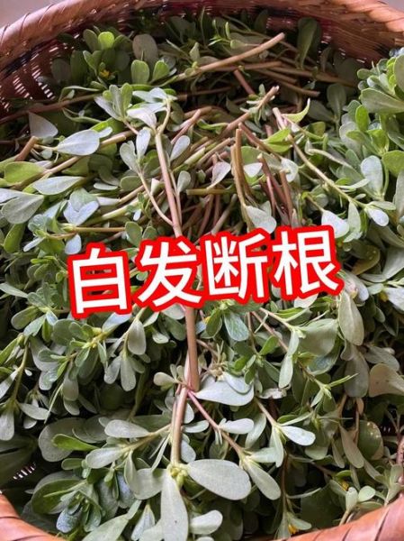 马齿苋煮水洗头治白发吗_马齿苋洗头白发变黑真的有效吗-第2张图片-山城妙识 马齿苋煮水洗头治白发吗_马齿苋洗头白发变黑真的有效吗-第2张图片-山城妙识